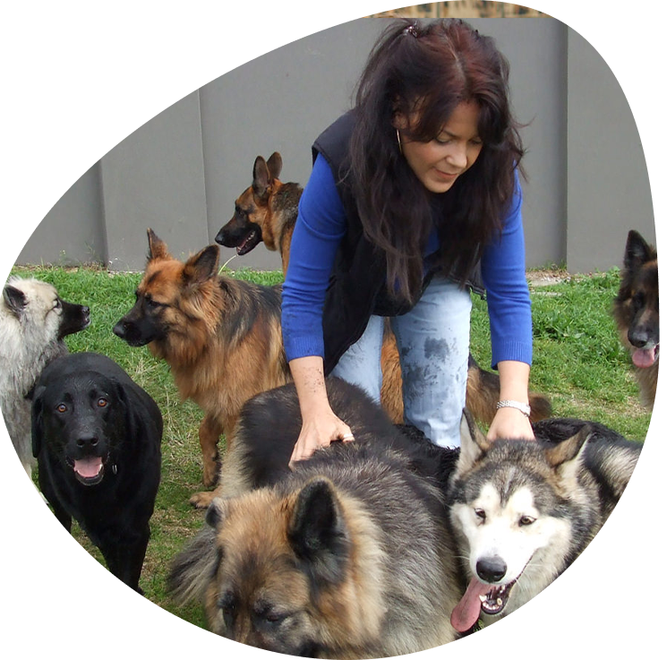 Home - Puppy & Dog Training Sydney | K9 Trainer